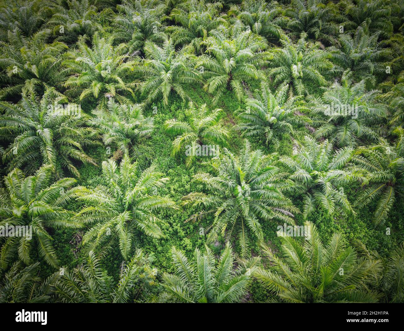 Top view palm leaves from above of crops in green, Bird's eye view ...