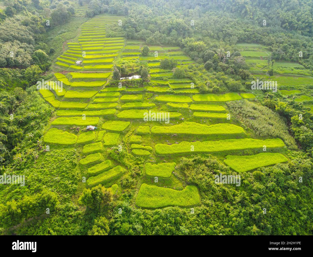 Terraces rice field - Top view rice field from above with agricultural ...