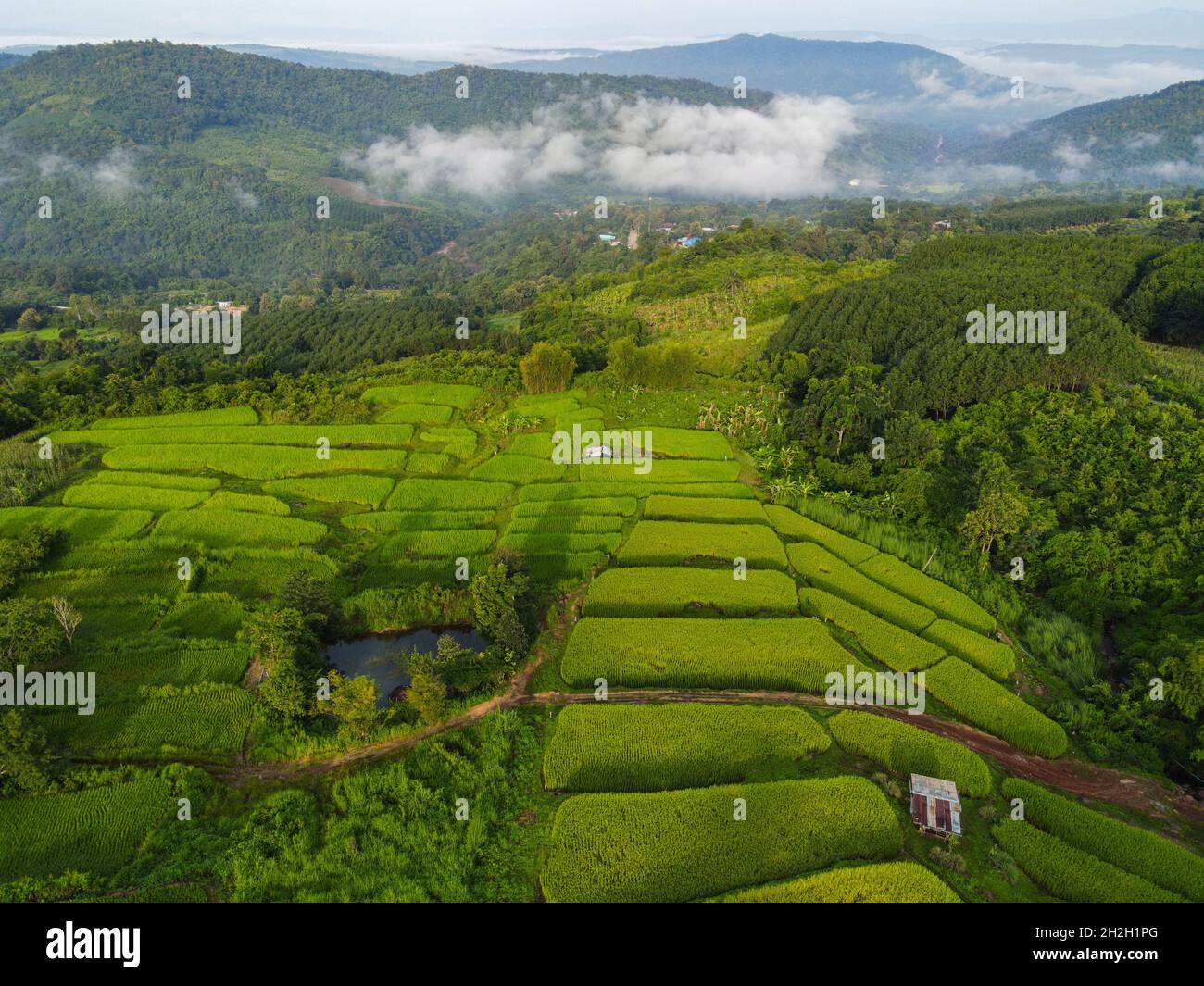 Terraces rice field - Top view rice field from above with agricultural ...