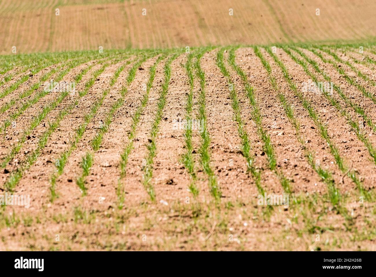 First seed growing on field after winter Stock Photo - Alamy
