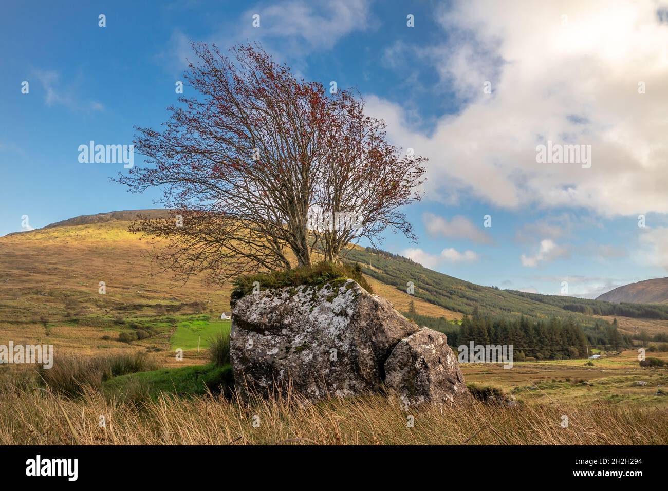 Tree Growing through a stone in County Donegal - Ireland Stock Photo ...