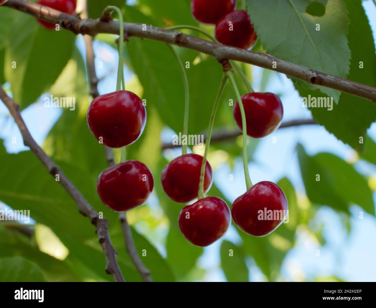 A few ripe red cherries on a twig. Berries close-up Stock Photo - Alamy