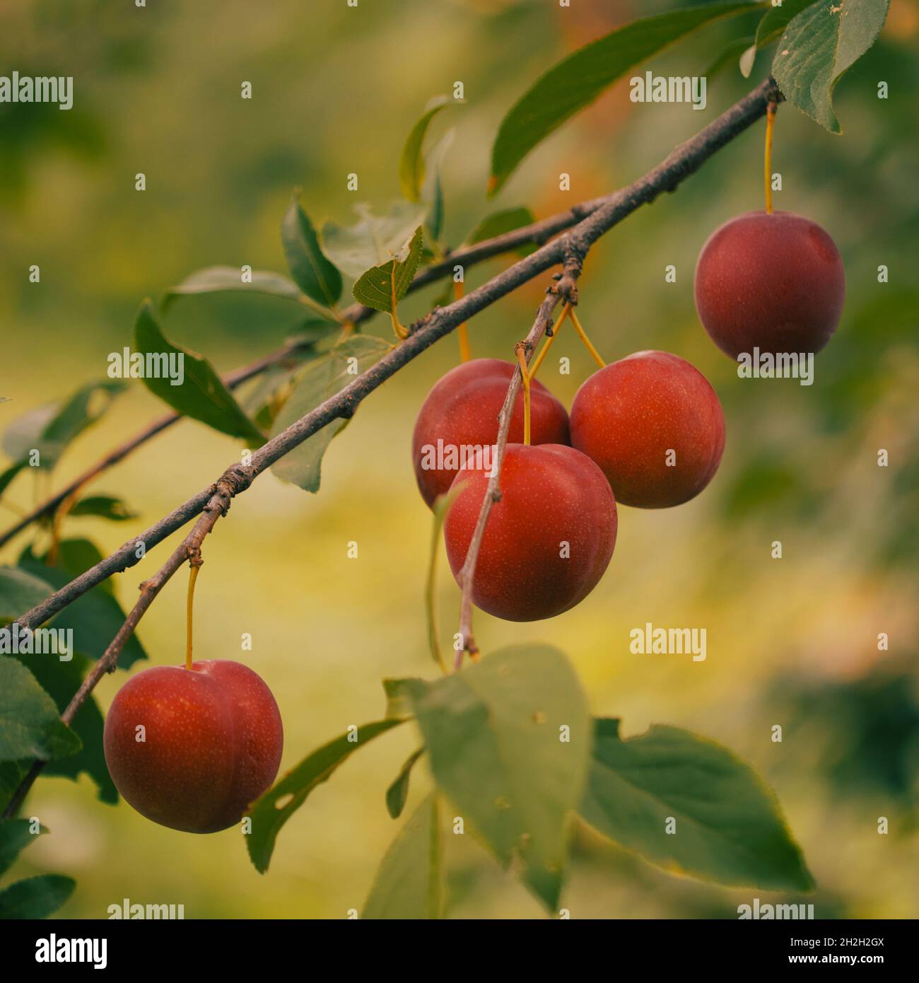 Ripe red cherry plum on a branch, close-up. Homegrown fruits Stock ...