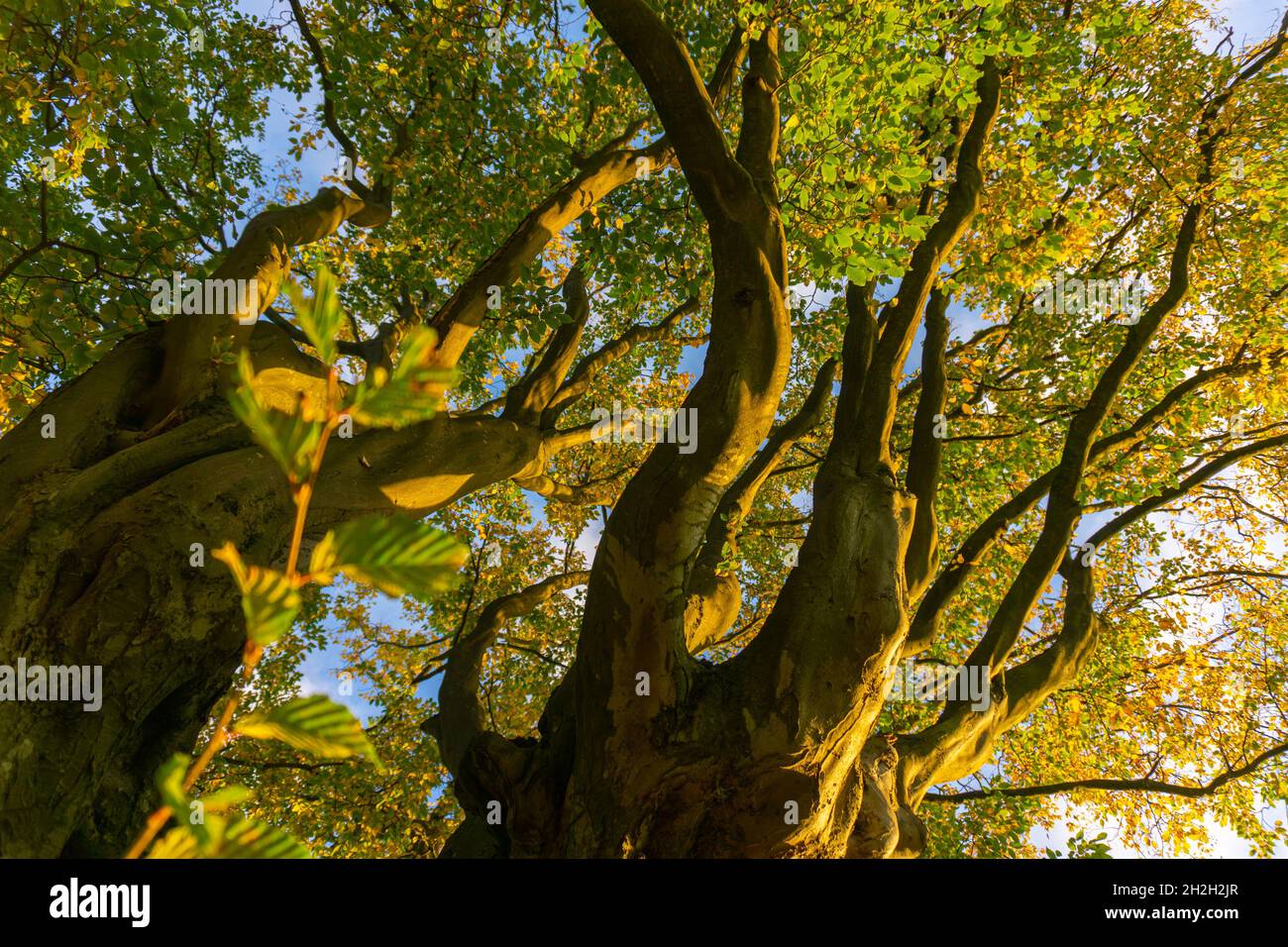 Thick tree top forest hi-res stock photography and images - Alamy