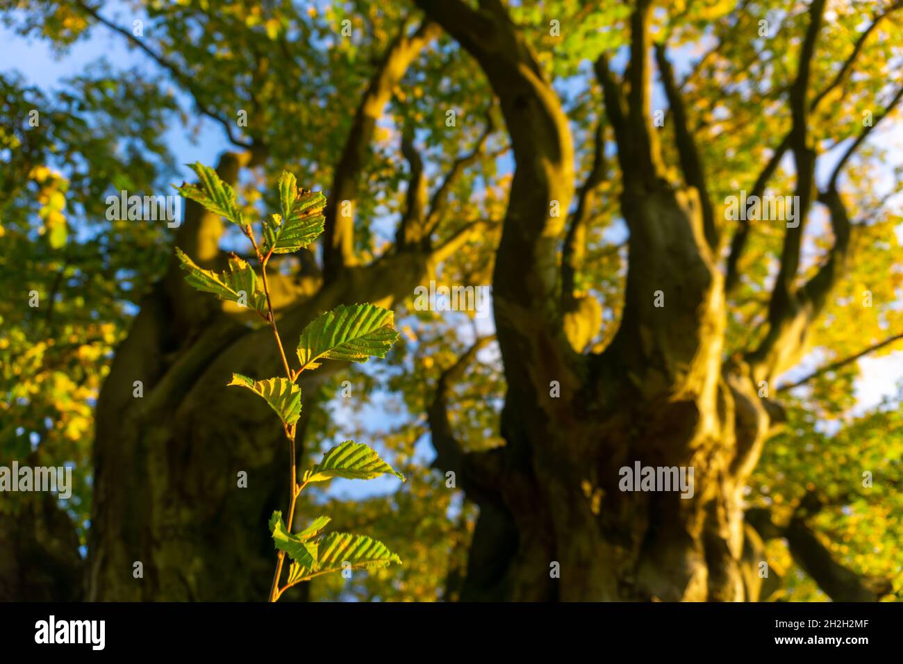 Tree trunk thick leaves green hi-res stock photography and images - Alamy