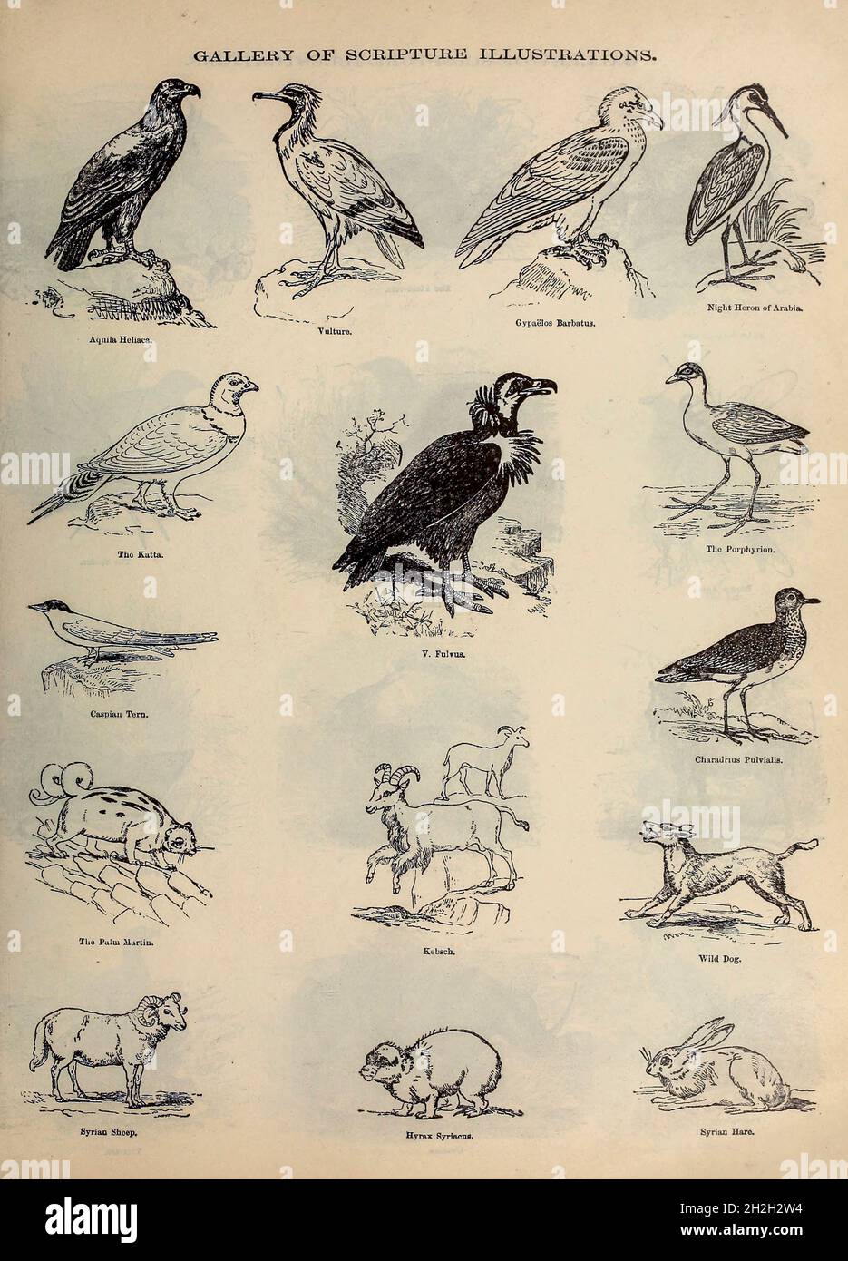 Gallery of Scripture Illustrations Biblical Birds from ' The Doré ...