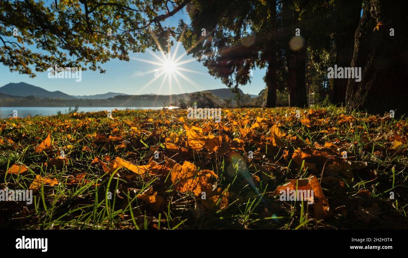Sun shining on fallen leaf hi-res stock photography and images - Alamy