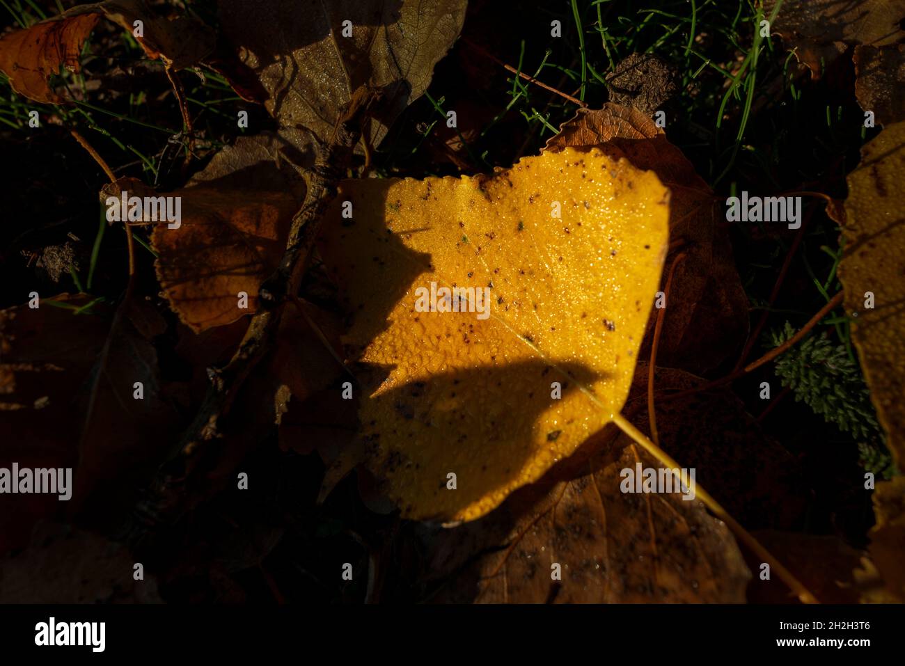 Fallen leaf lake hi-res stock photography and images - Alamy