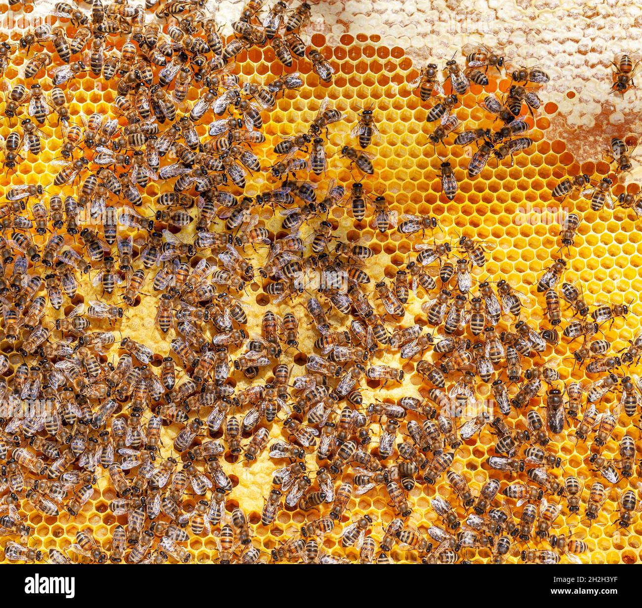 Larvae bee hi-res stock photography and images - Alamy