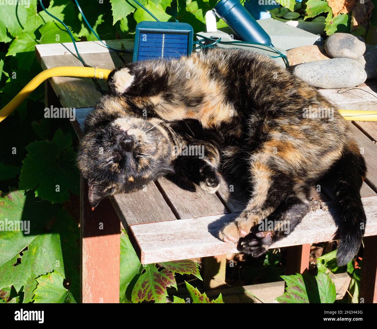 Cute calico cat hi-res stock photography and images - Alamy
