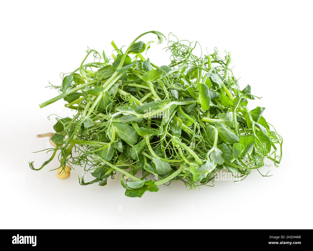 Growing microgreens Cut Out Stock Images & Pictures - Alamy
