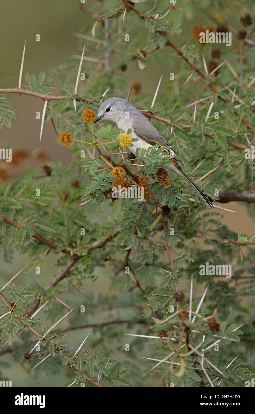 Small Minivet (Pericrocotus cinnamoneus pallidus) female perched in a ...