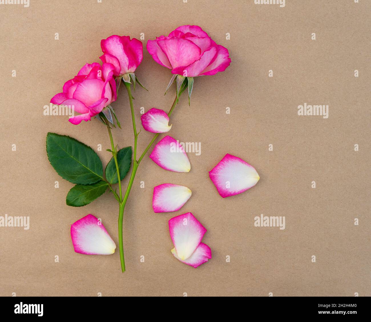 Pink paper roses hi-res stock photography and images - Alamy