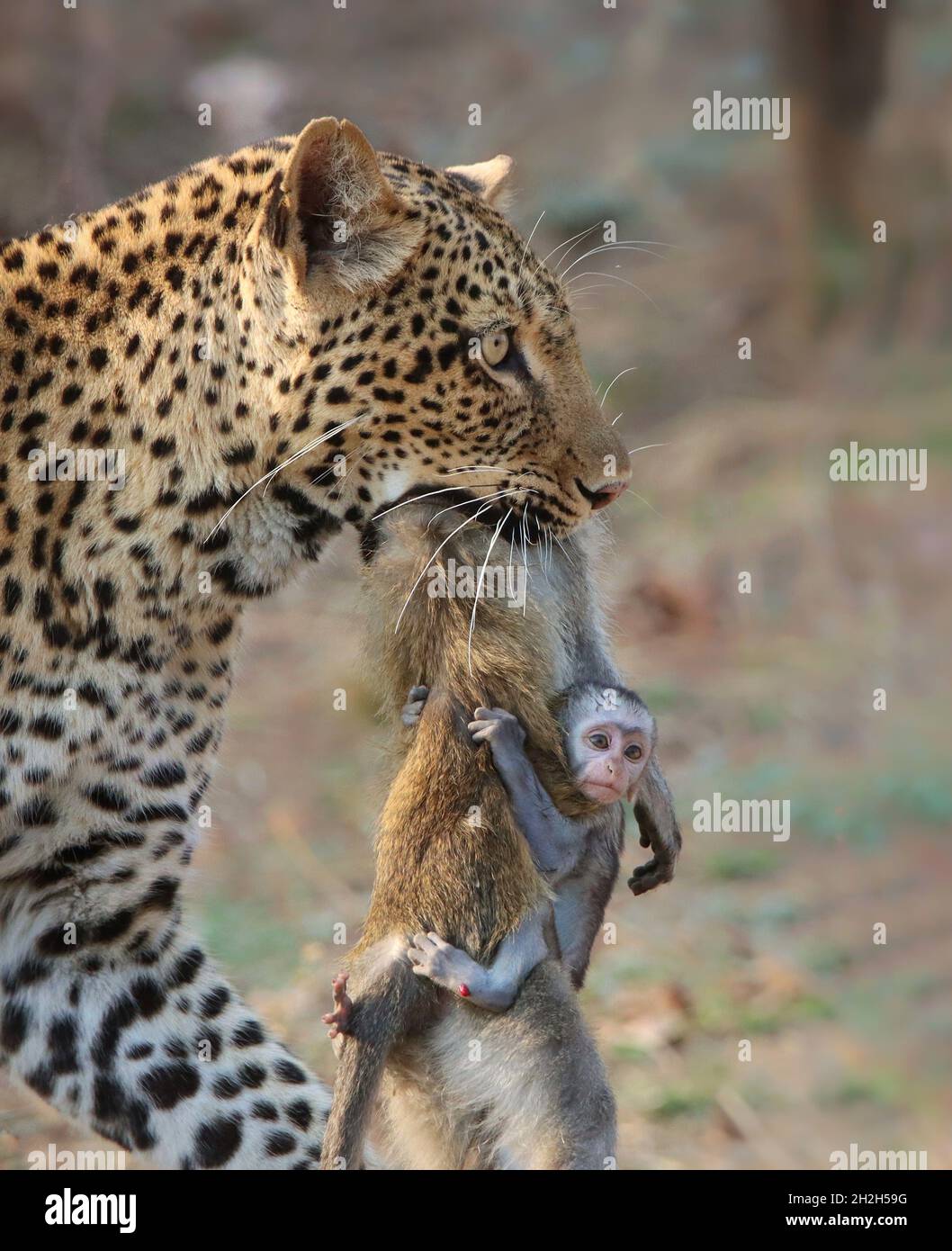 A tiny one-pound monkey is seen clinging to its dead mother's body as ...