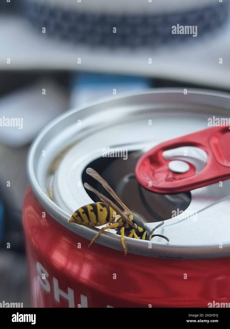 Selective focus shot of a wasp standing on the open metal can Stock ...