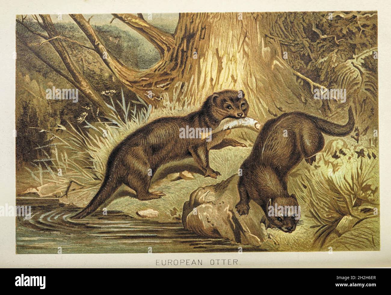 The Eurasian otter (Lutra lutra), also known as the European otter ...