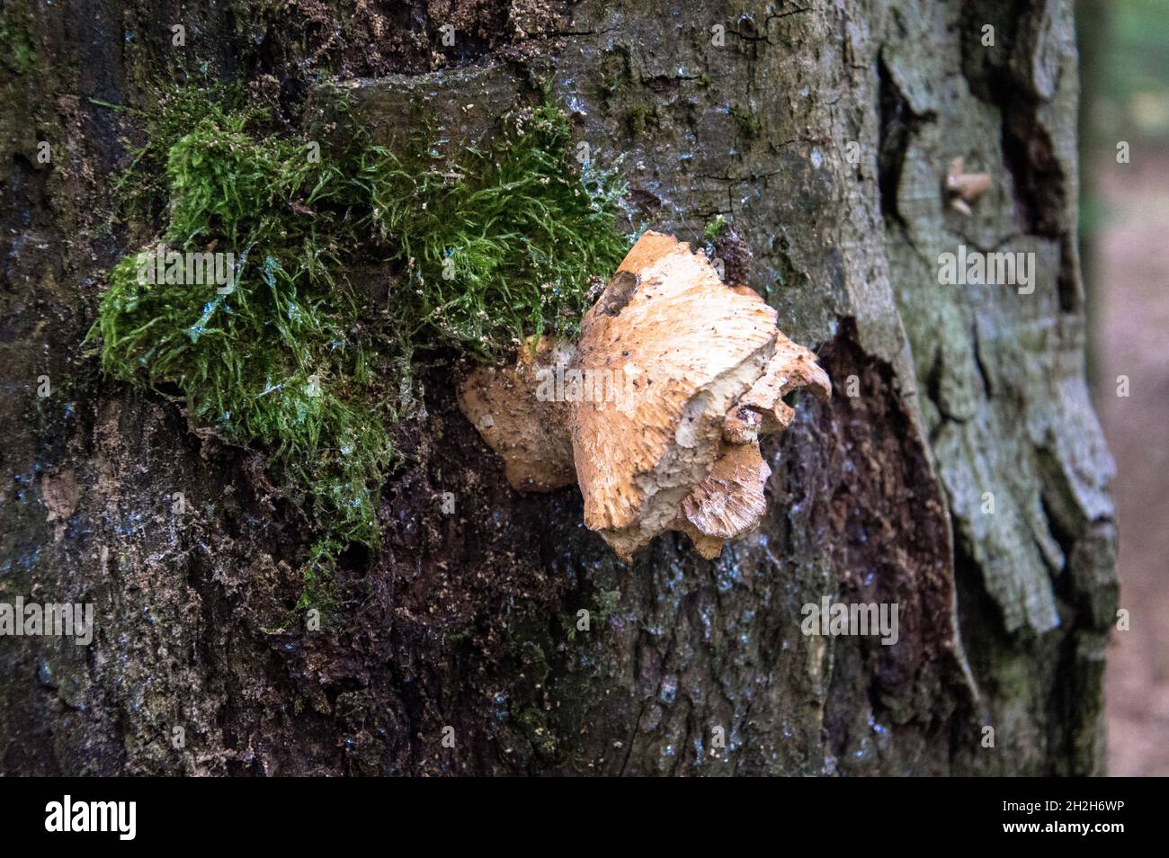 DSC8929, Baum , Stamm, Pilz, Moos, Herbst Stock Photo - Alamy