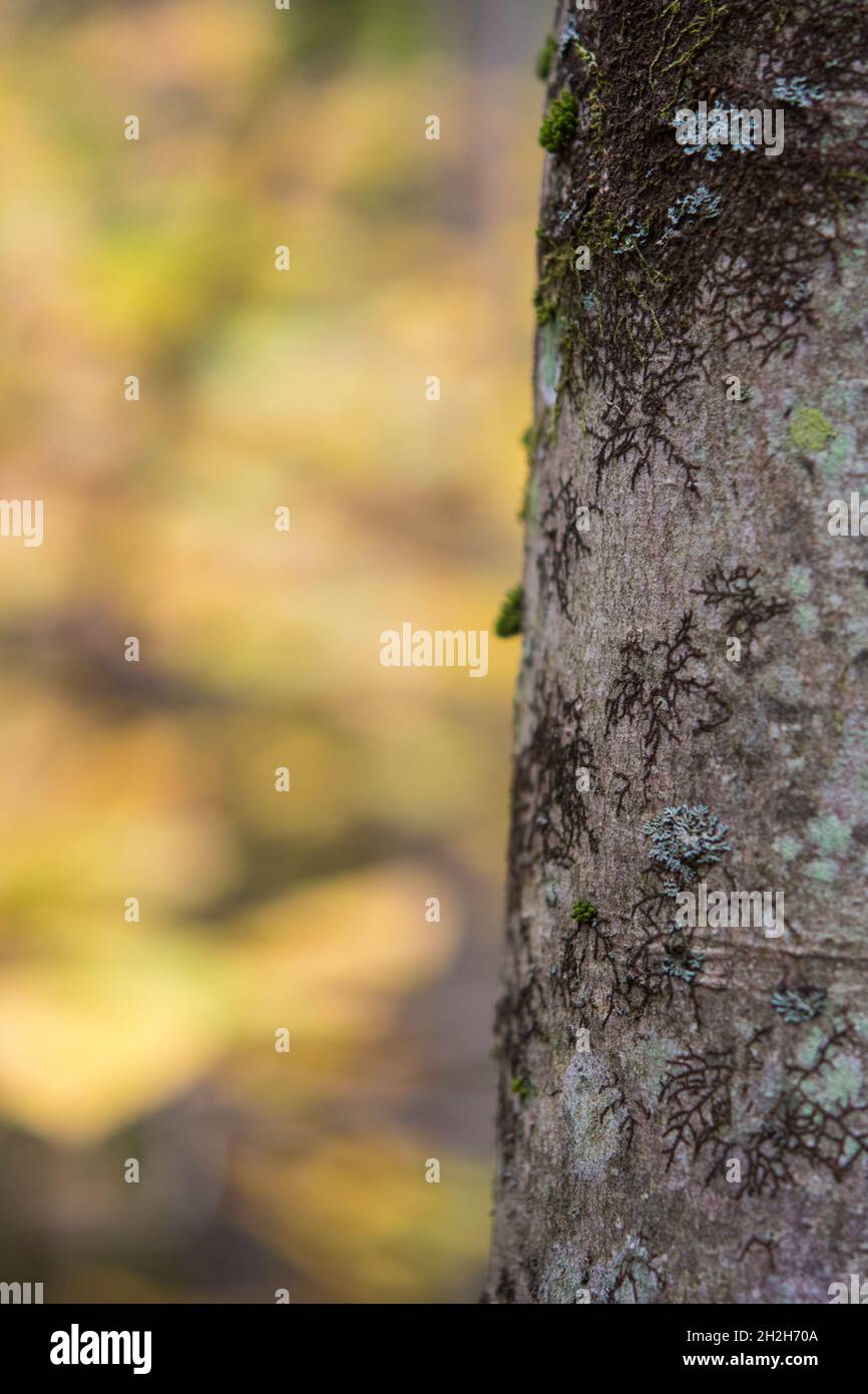 Tree trunk and fall colors Stock Photo - Alamy