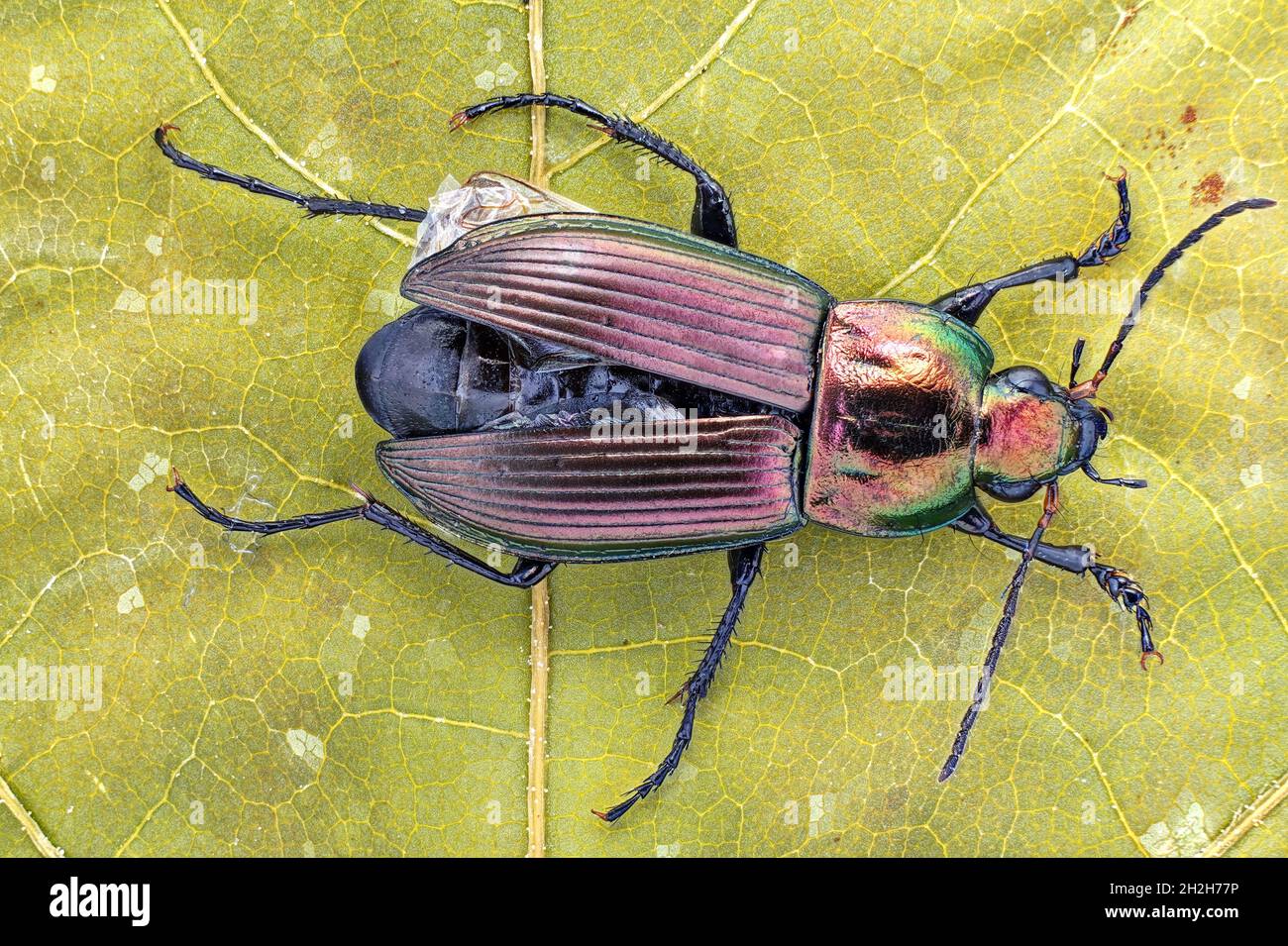 The ground beetle. Sony A6400 camera, EL-Nikkor 2.8 / 50 mm lens, ISO ...