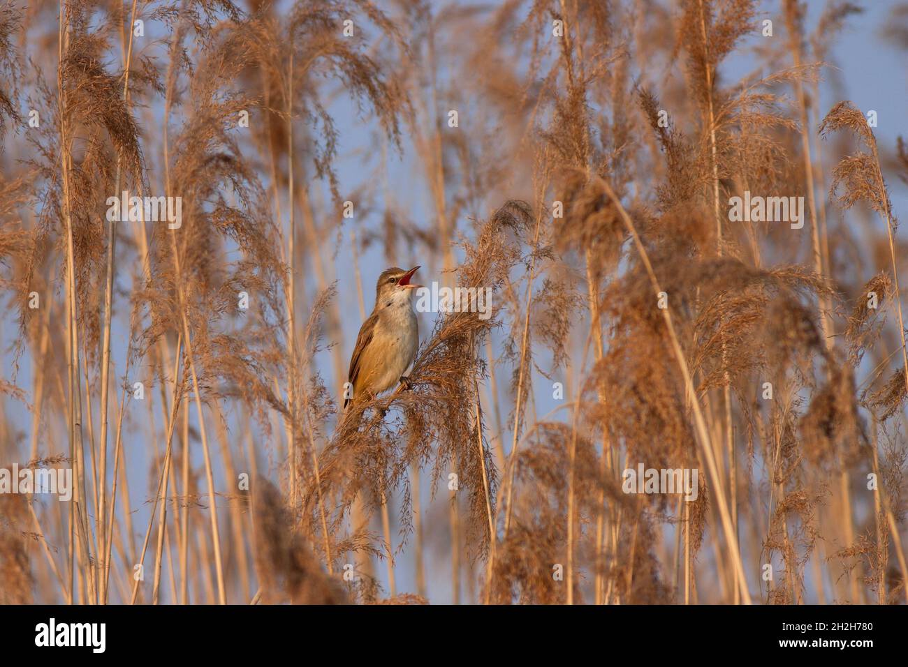 Great reed warbler, Acrocephalus arundinaceus Stock Photo - Alamy