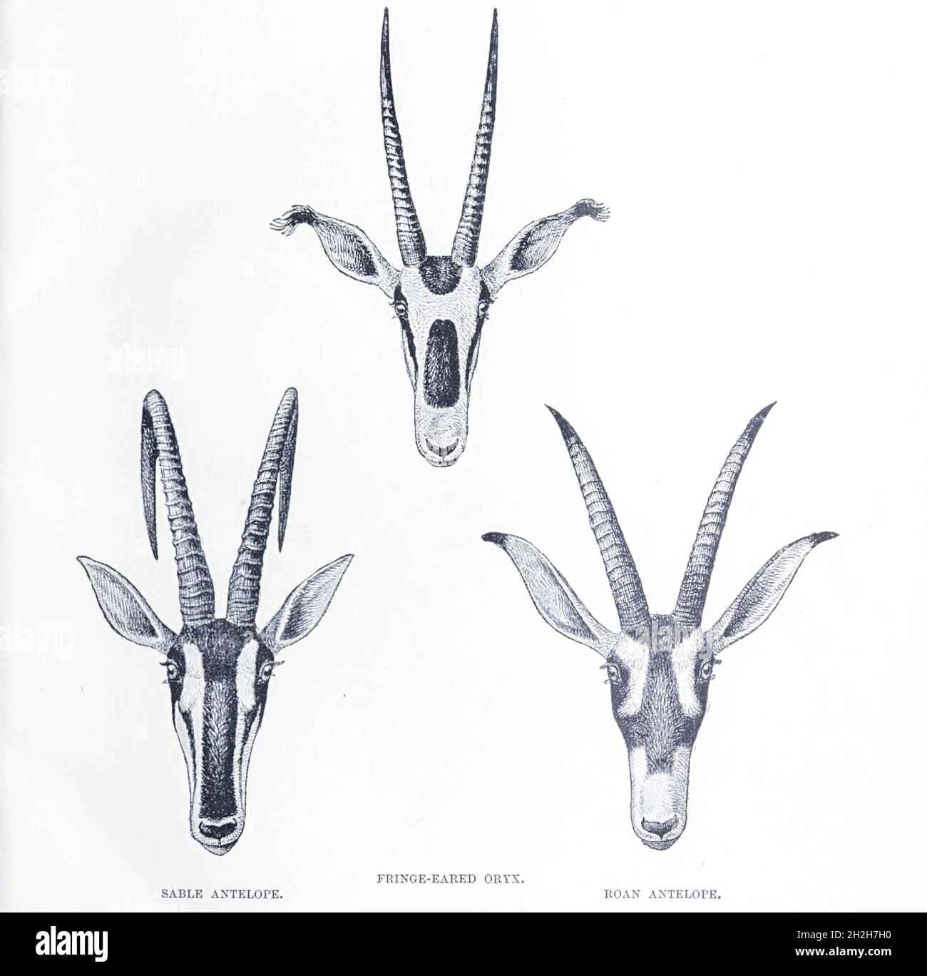 Frederick horn hi-res stock photography and images - Alamy