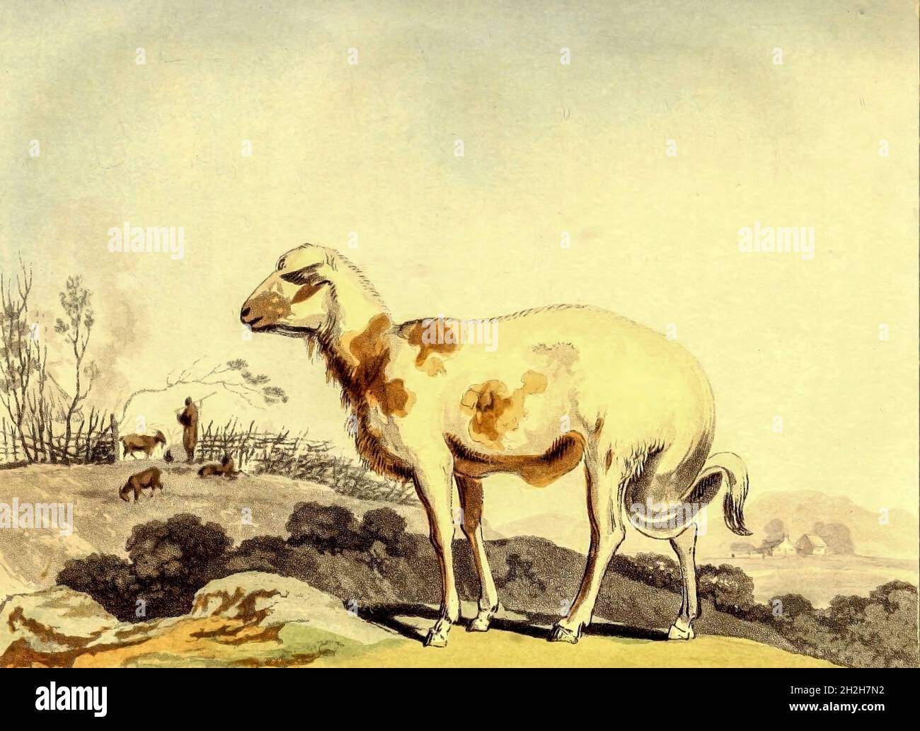 Broad Tailed Sheep of South Africa from the book Travels into the ...