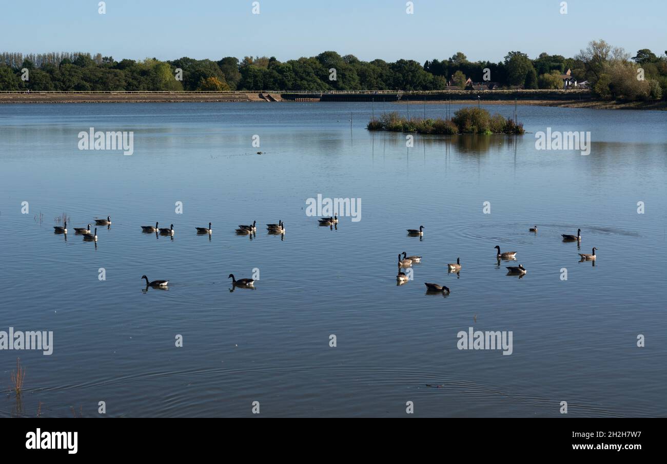 British geese hi-res stock photography and images - Alamy