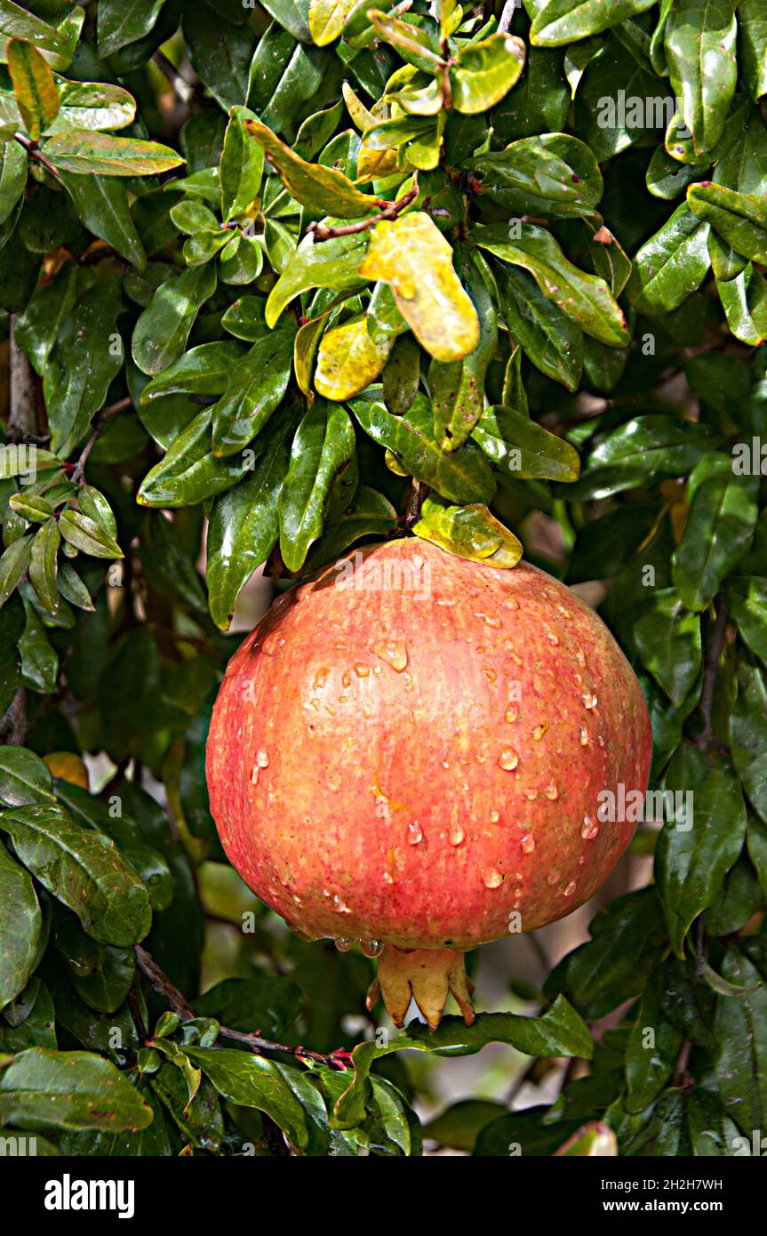 View of a pomegranate hanging from a tree Stock Photo - Alamy