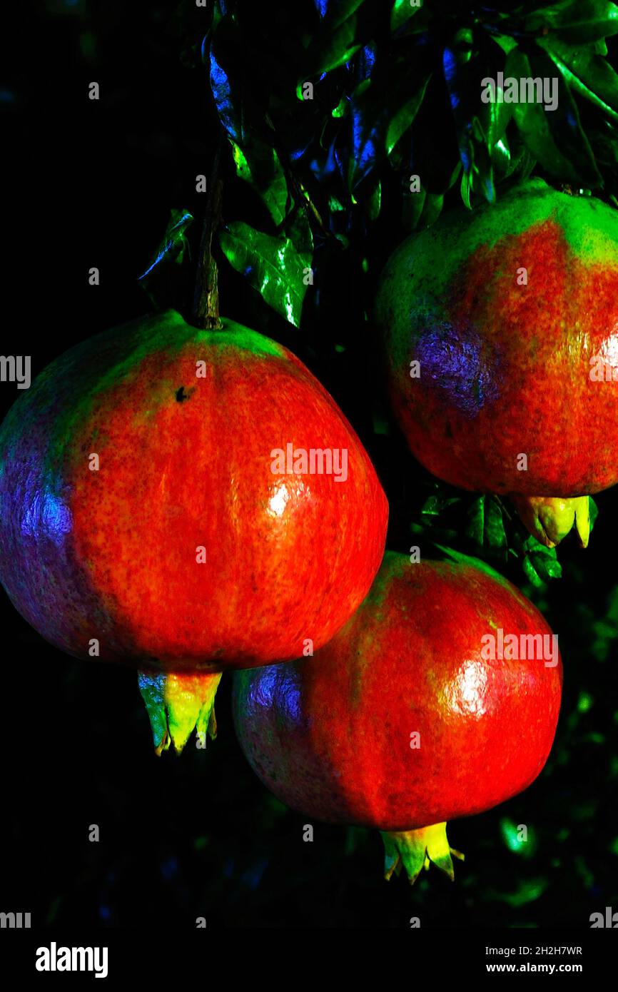 Pomegranate hanging from tree hi-res stock photography and images - Alamy