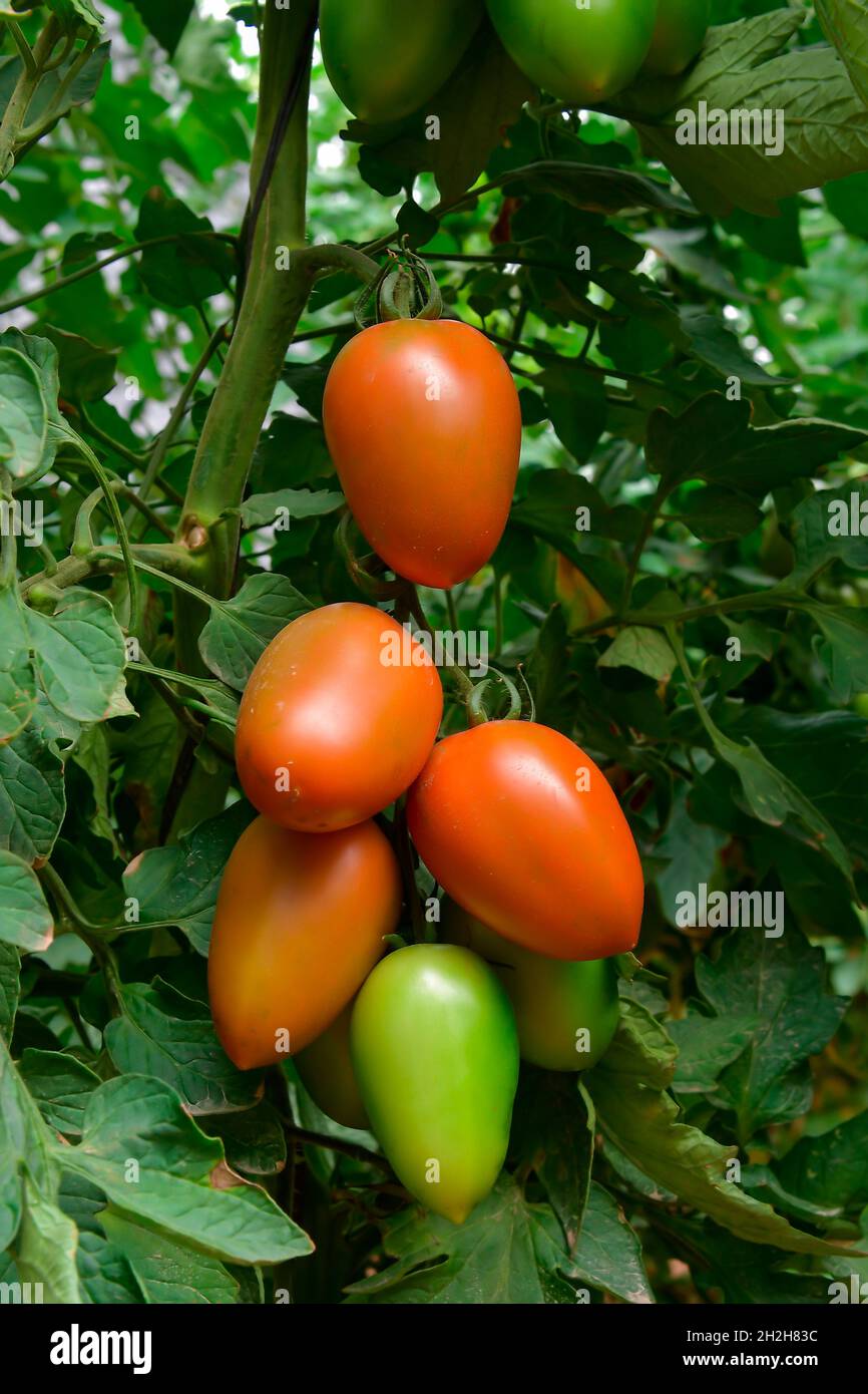 Beautiful red ripe heirloom tomatoes grown in a greenhouse Stock Photo ...