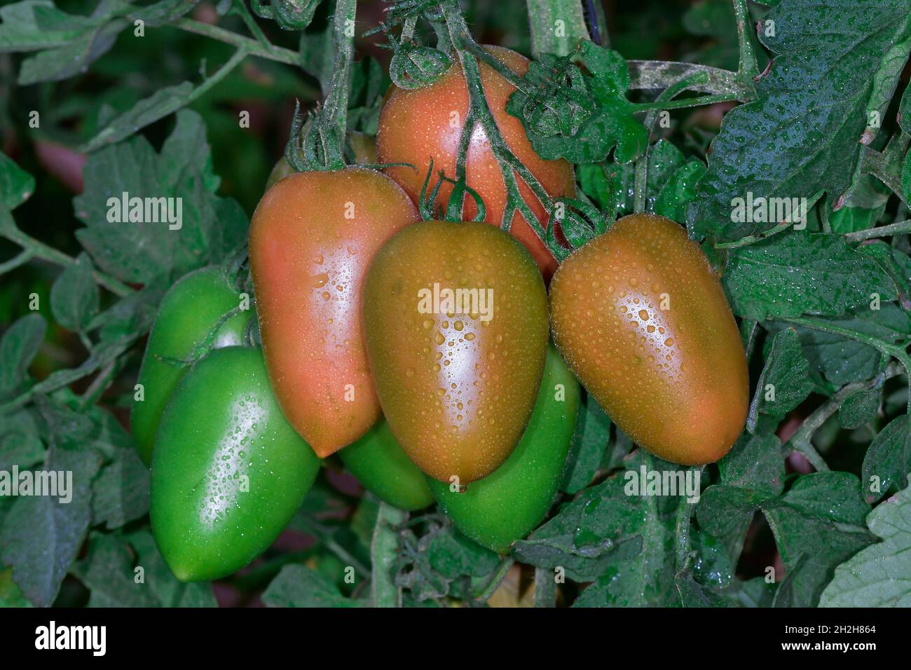 Beautiful red ripe heirloom tomatoes grown in a greenhouse Stock Photo ...