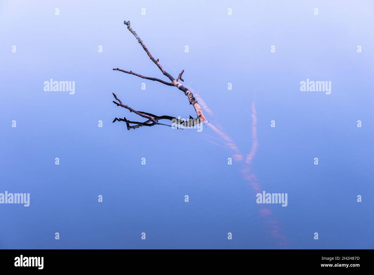Tree branch floating in the water Stock Photo - Alamy