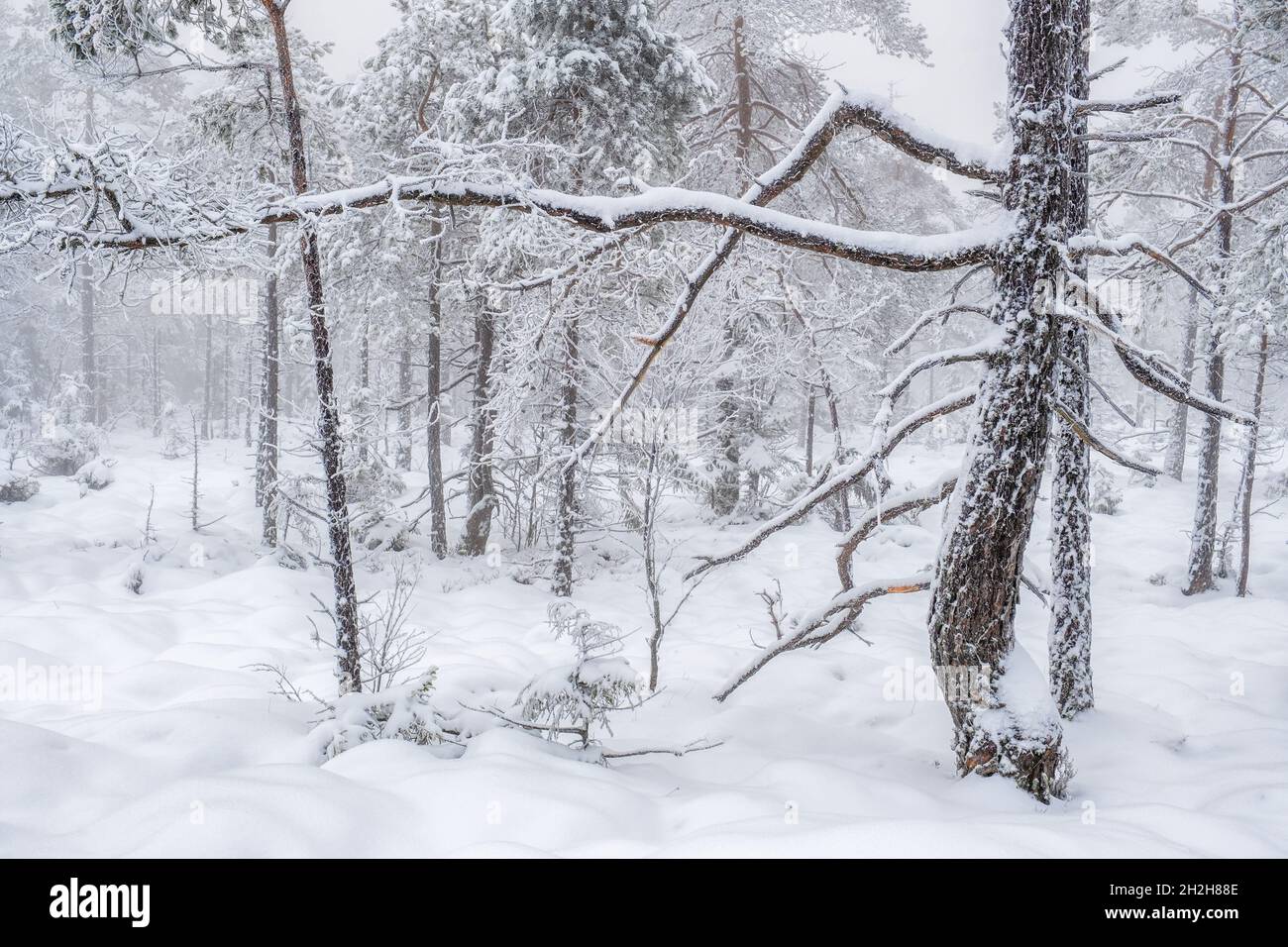 Frosty old pine tree with snow in a winter woodland Stock Photo - Alamy