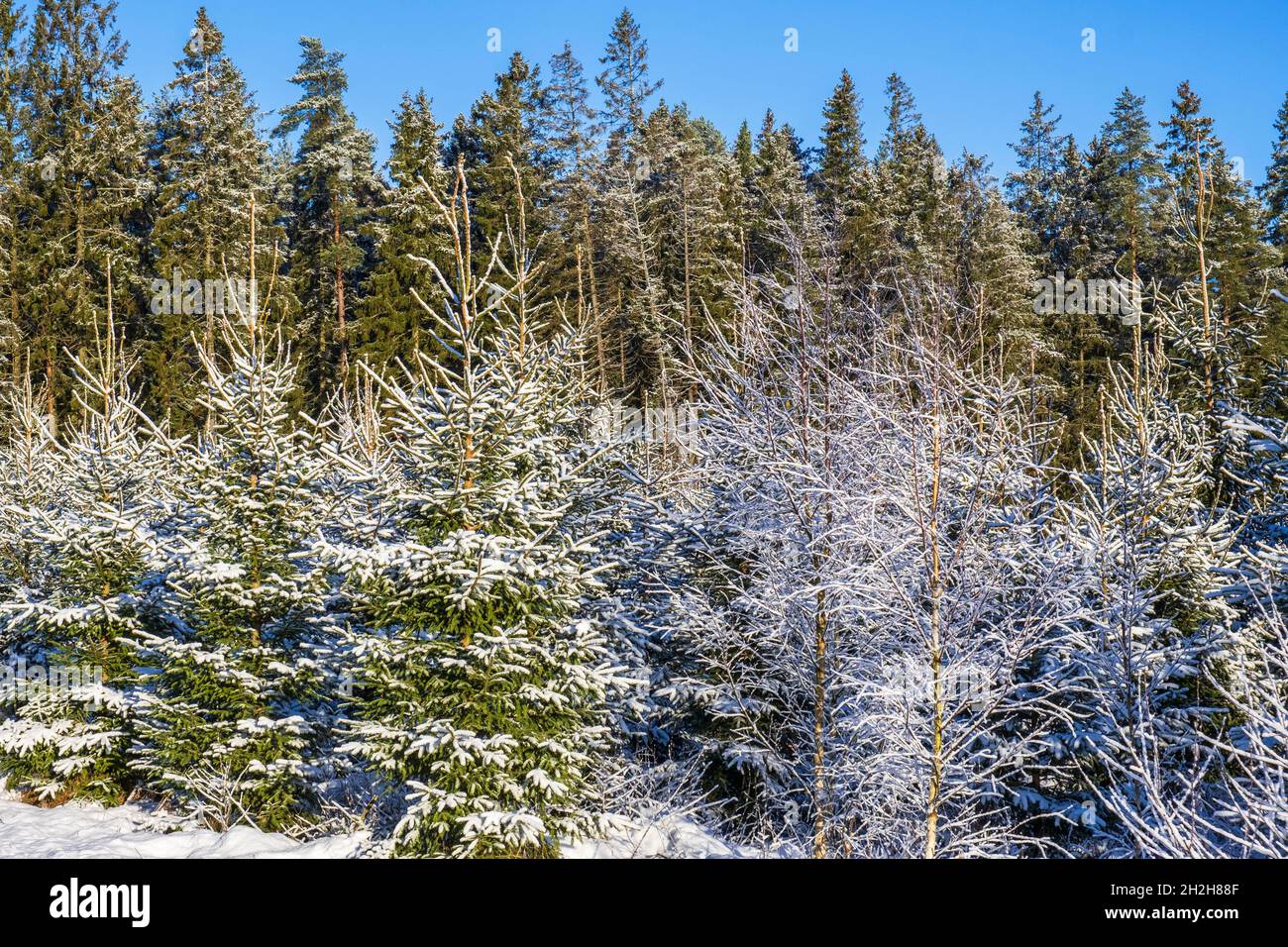Spruce plantation in a wintry woodland Stock Photo - Alamy