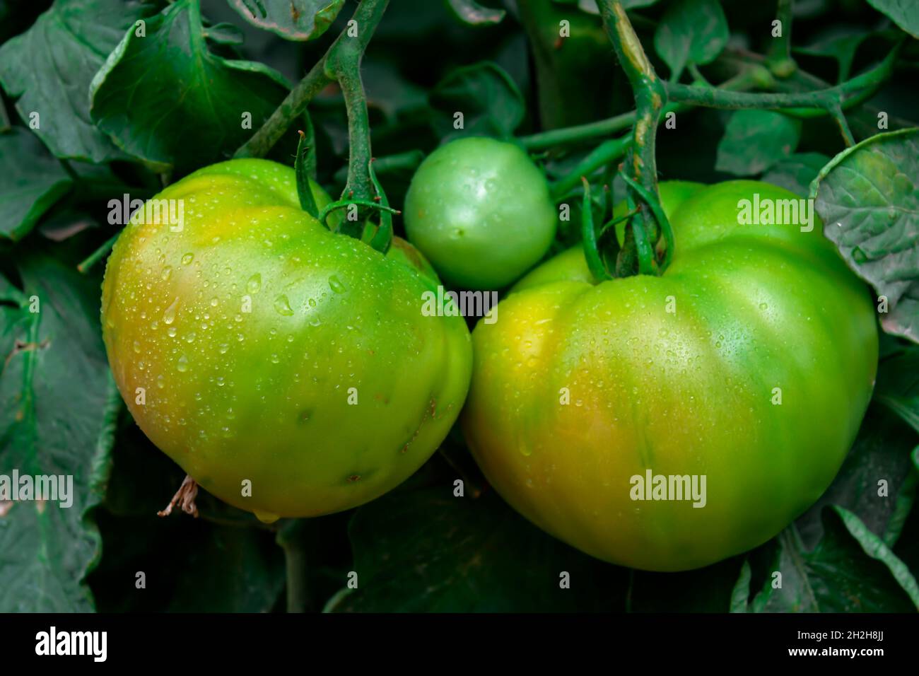 Beautiful red ripe heirloom tomatoes grown in a greenhouse Stock Photo ...