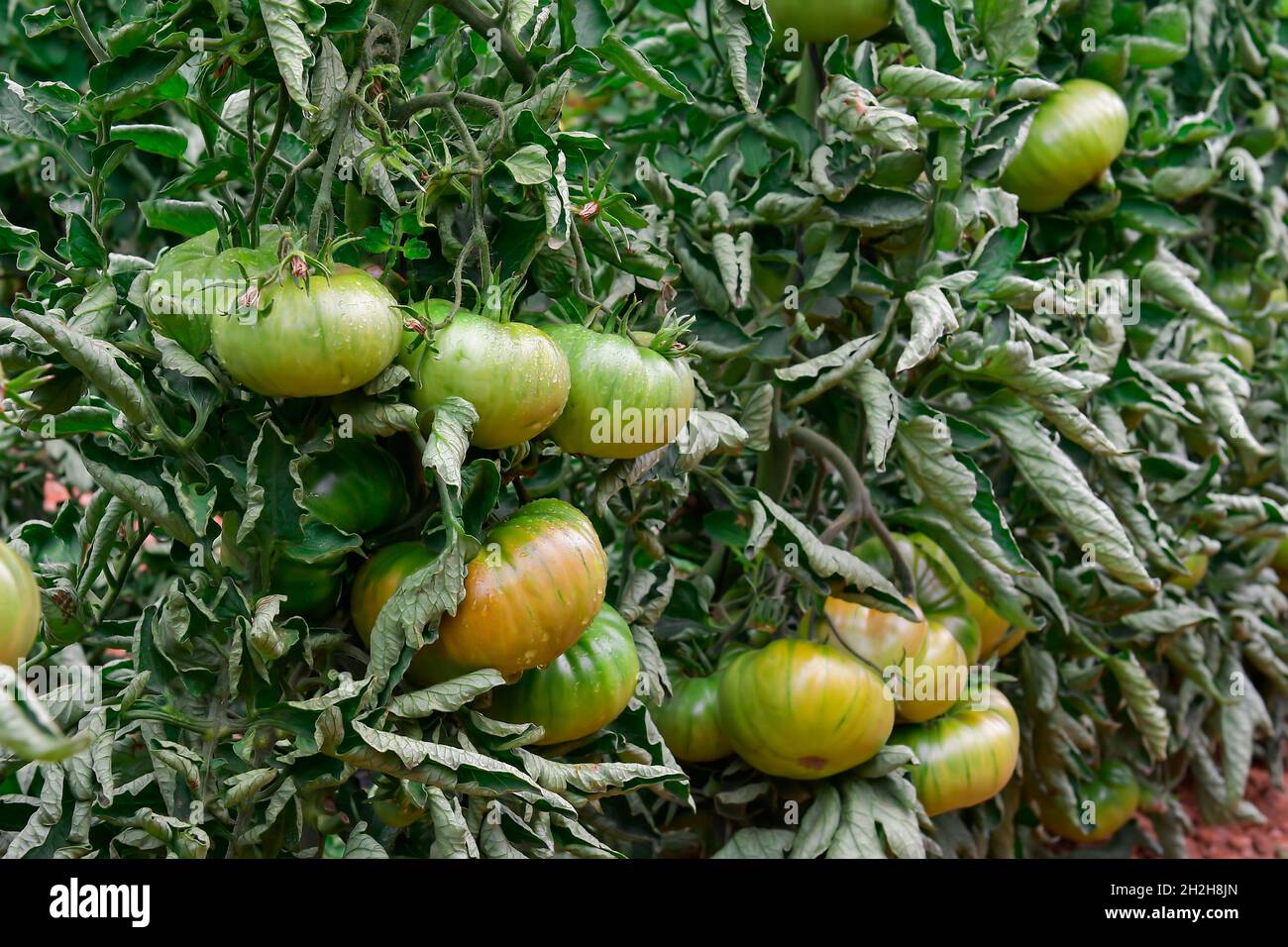 Beautiful red ripe heirloom tomatoes grown in a greenhouse Stock Photo ...