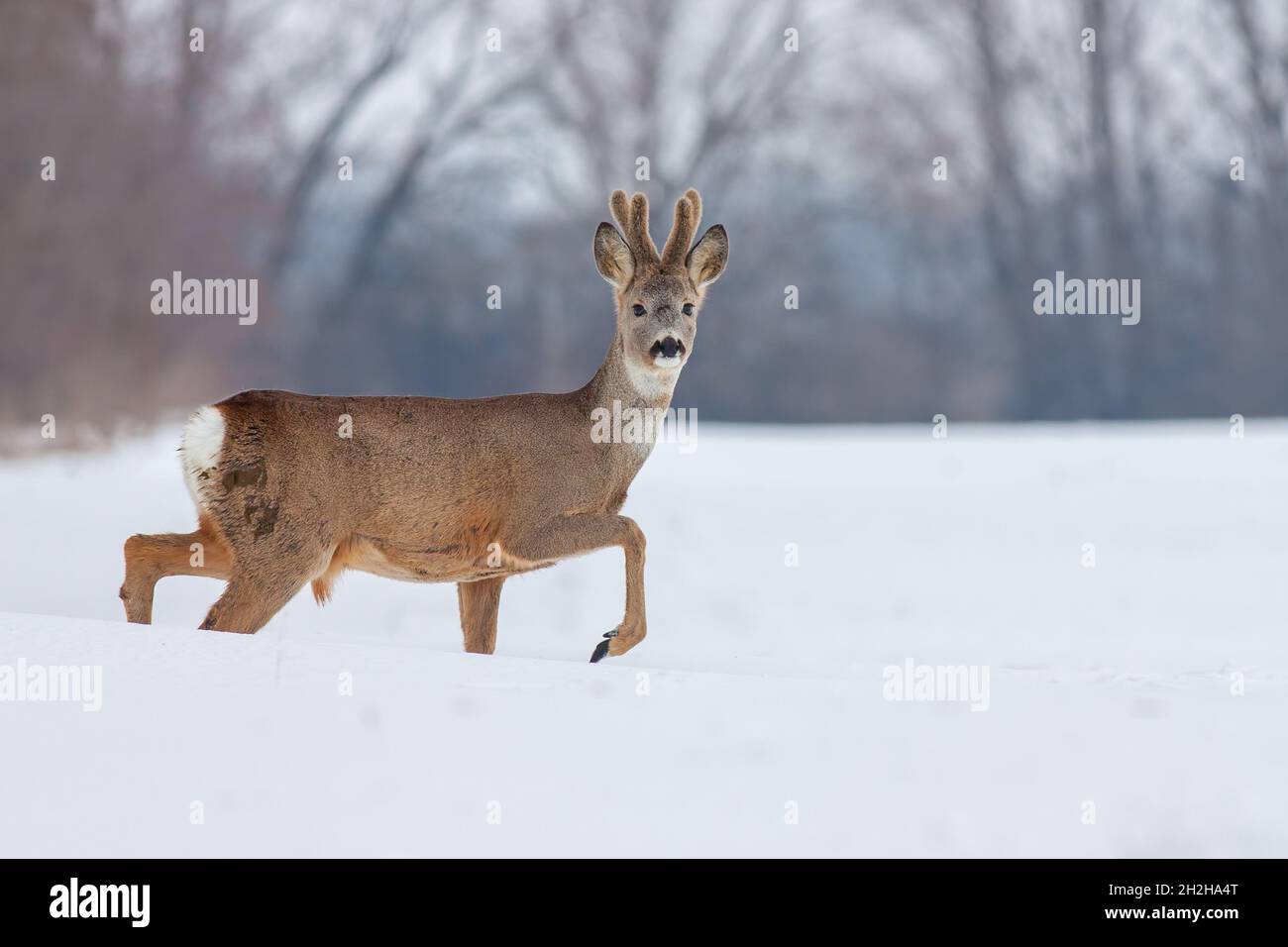 Roe deer Capreolus capreolus in winter on snow Stock Photo - Alamy
