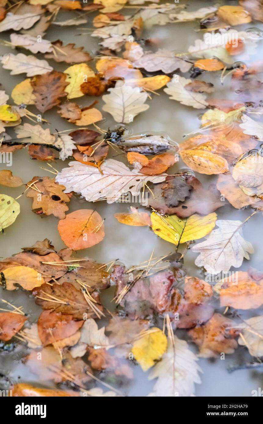Leaves in a puddle in a forest during autumn Stock Photo - Alamy