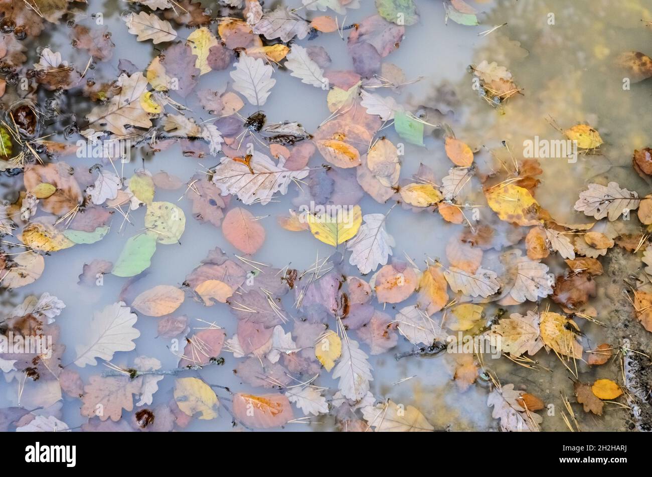 Leaves in a puddle in a forest during autumn Stock Photo - Alamy