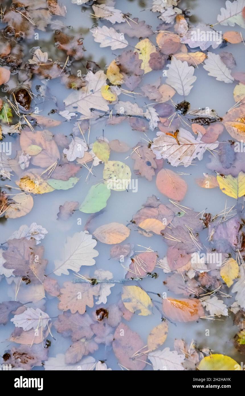 Puddle in the forest hi-res stock photography and images - Alamy