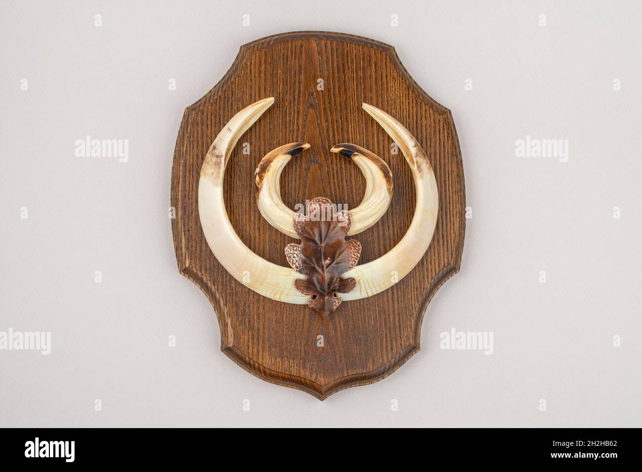 Wild boar trophy isolated on grey background Stock Photo - Alamy