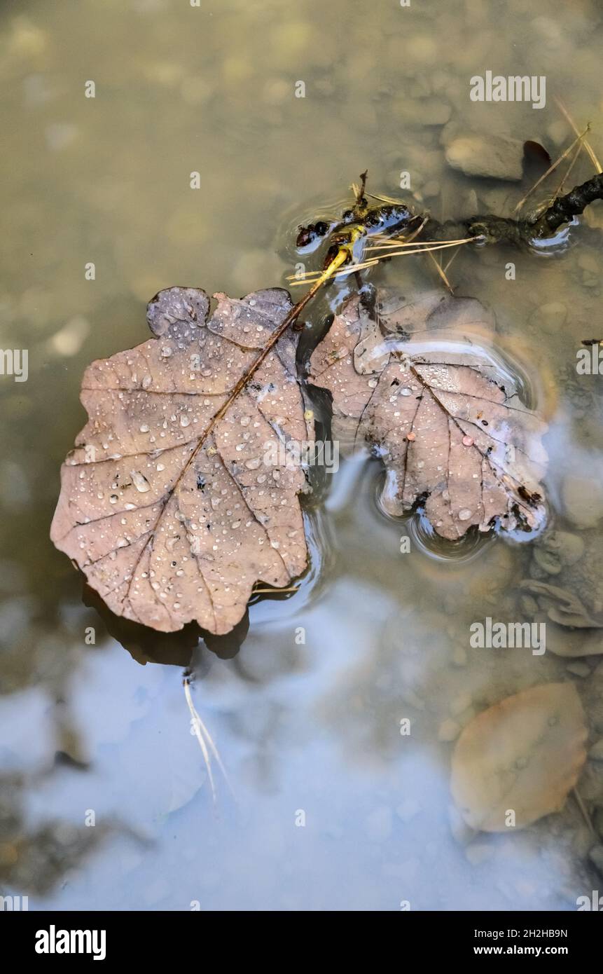 Puddle in the forest hi-res stock photography and images - Alamy