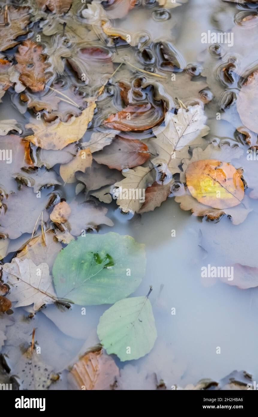 Puddle in the forest hi-res stock photography and images - Alamy