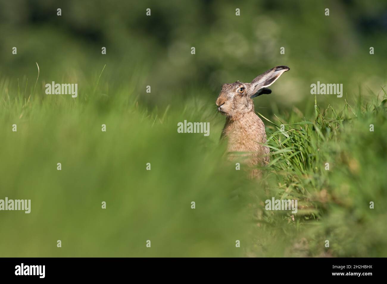 European brown hare, Lepus europaeus Stock Photo - Alamy
