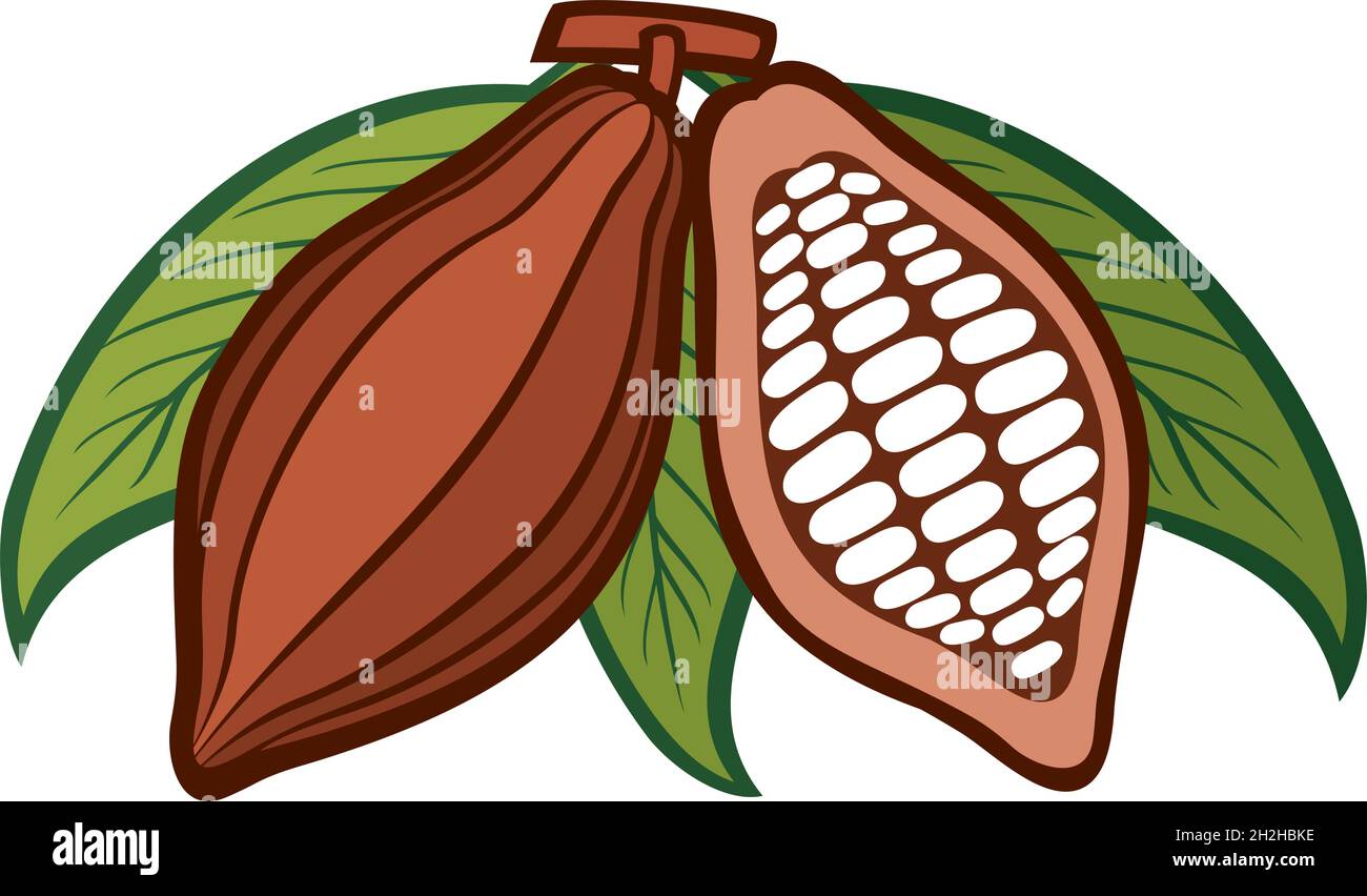 Cacao - cocoa beans vector illustration Stock Vector Image & Art - Alamy
