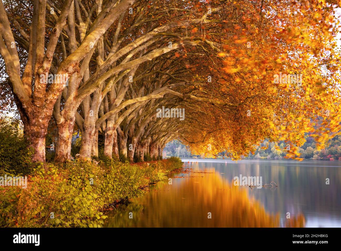 Autumn Fall Trees, “Every leaf speaks bliss to me, fluttering from the ...