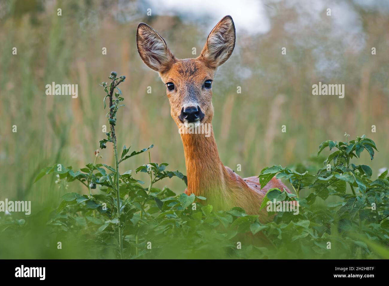 Deer portrait doe roe hi-res stock photography and images - Alamy