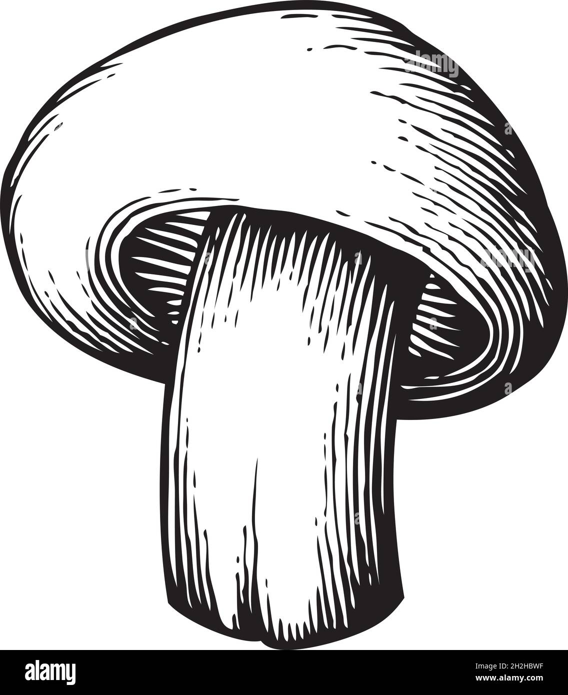 Champignon mushroom - vintage engraved vector illustration Stock Vector ...