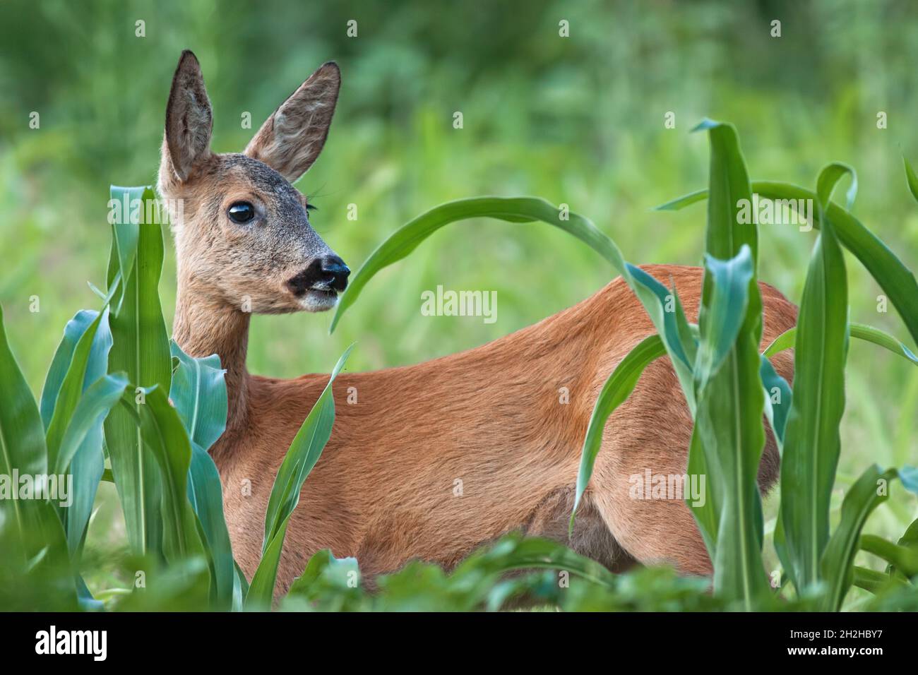 Female roe deer close up hi-res stock photography and images - Alamy
