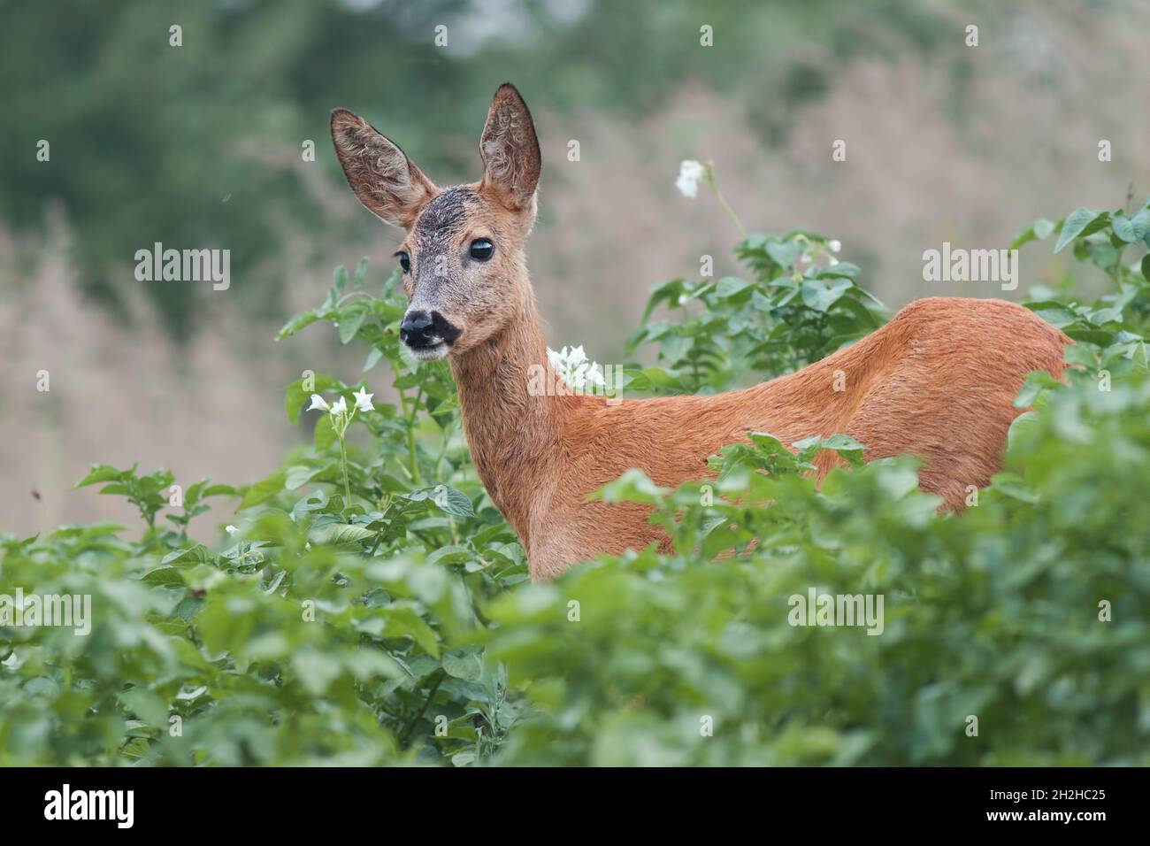 Roe deer doe uk hi-res stock photography and images - Alamy